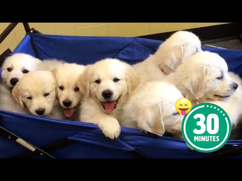 30 Minutes of the World's CUTEST Puppies! ๐ถ๐