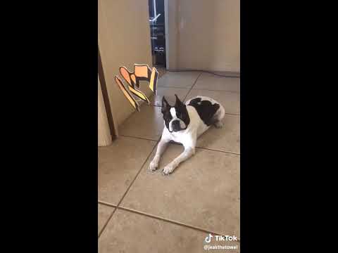 Jojo Bizarre Adventure Iggy In Real Life