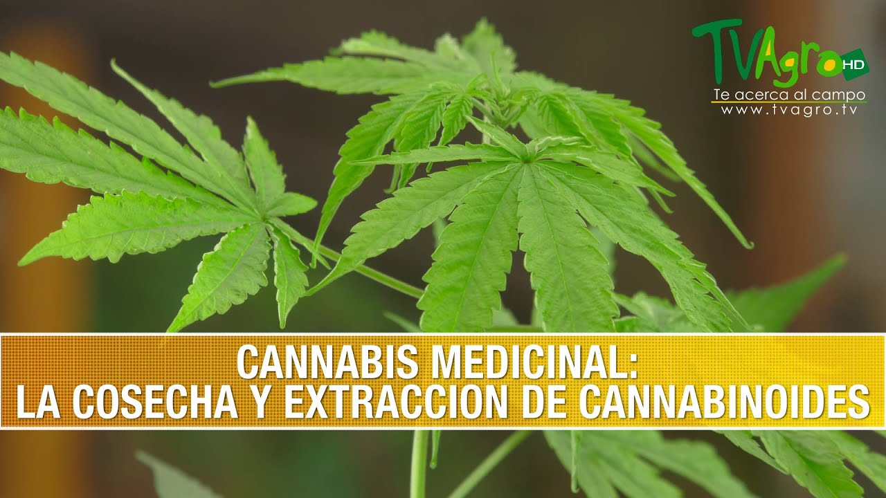 Medical Cannabis: Harvesting and Extraction of Cannabinoids - TvAgro by Juan Gonzalo Angel Restrepo
