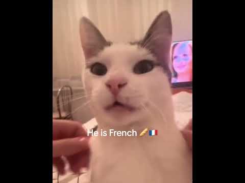 He is a French Cat 🐱 #cat #catshorts #funny #shorts #comedy #cats #france #catvideos #funnyvideo