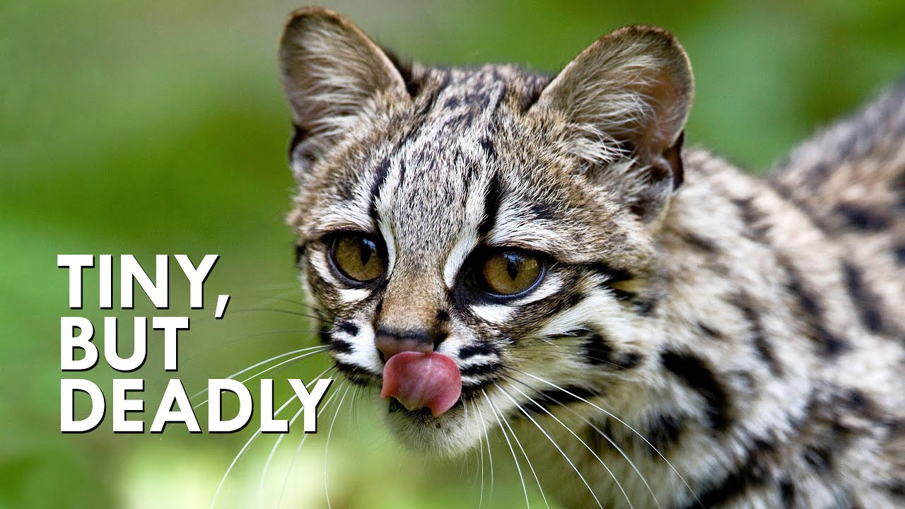 Tiger Cat: One Of The Smallest Cats In The World
