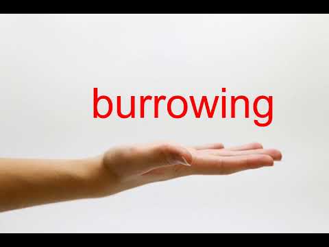 How to Pronounce burrowing - American English