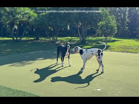 Funny Playful Great Danes Enjoy Morning Fun Run & Pool Time
