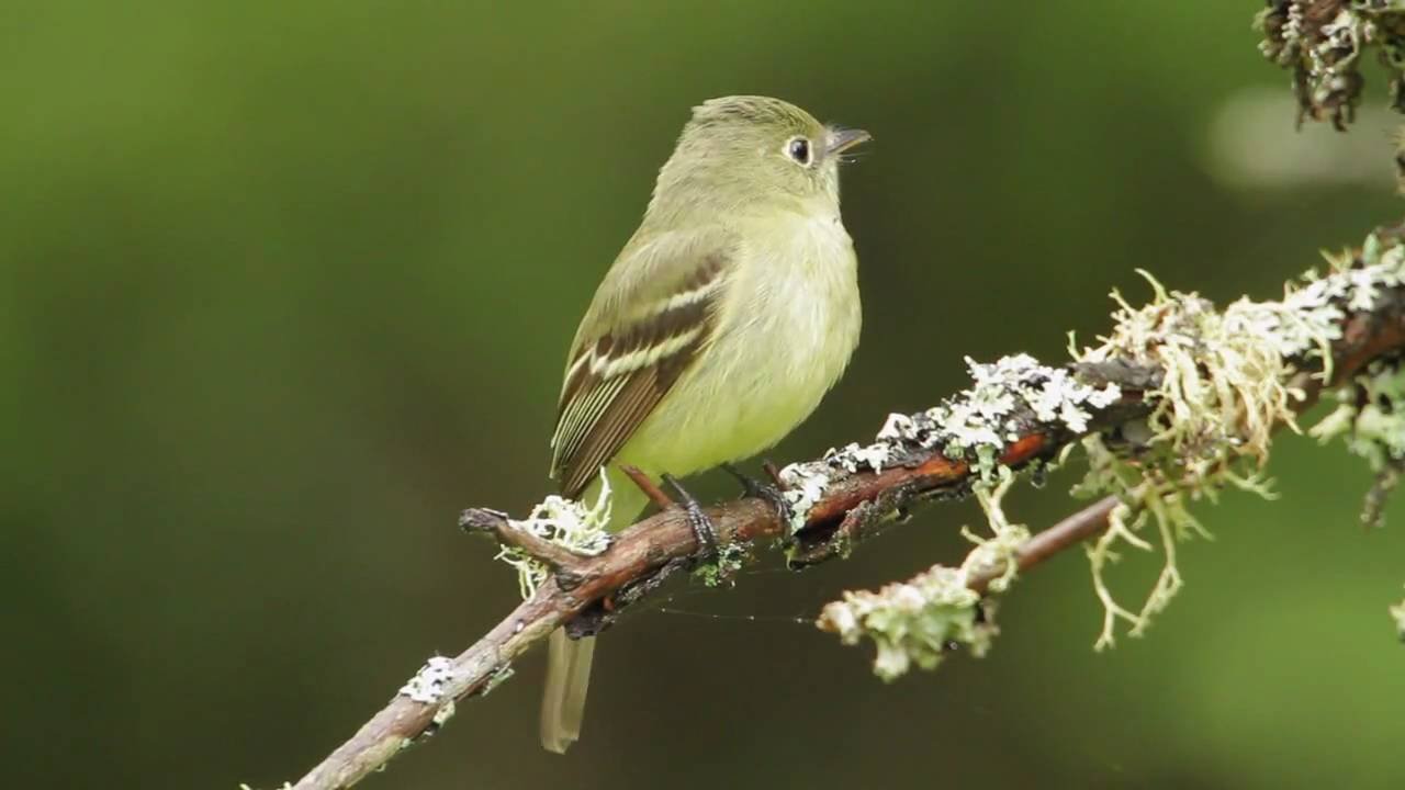 Yellow-bellied Flycatcher