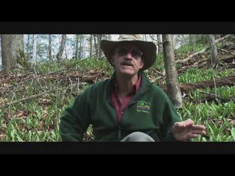 Where Can Ramps Grow?