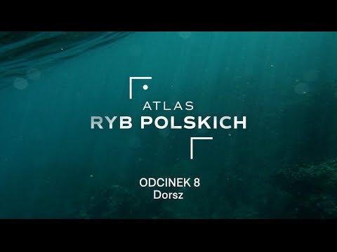 Atlas Ryb Polskich Odc. 8 - Dorsz