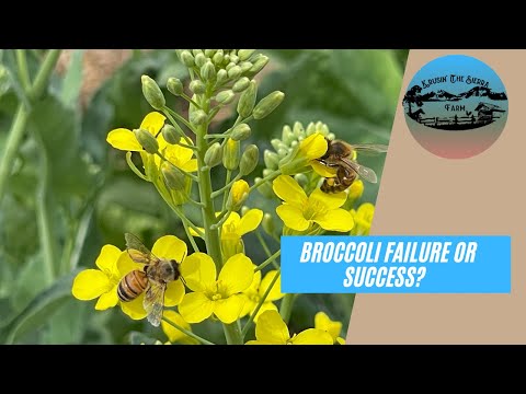 Broccoli Failure Or Success? My Broccoli Didn’t Produce Heads Before It Flowered