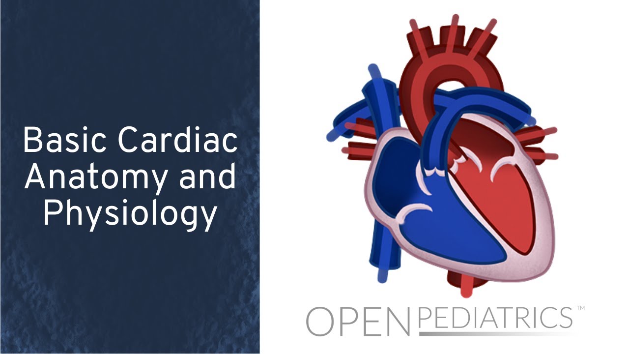 Basic Cardiac Anatomy and Physiology by N. Braudis, A. Olszewski | OPENPediatrics