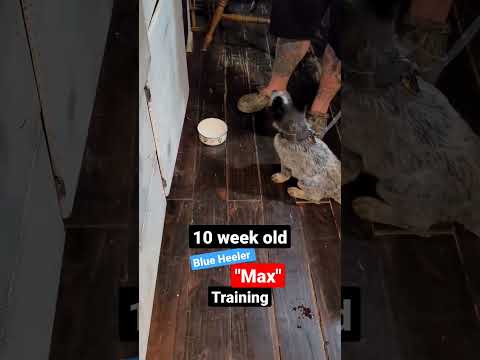 Puppy training blue heeler 10 weeks old #heelerpuppy #cattledog #training
