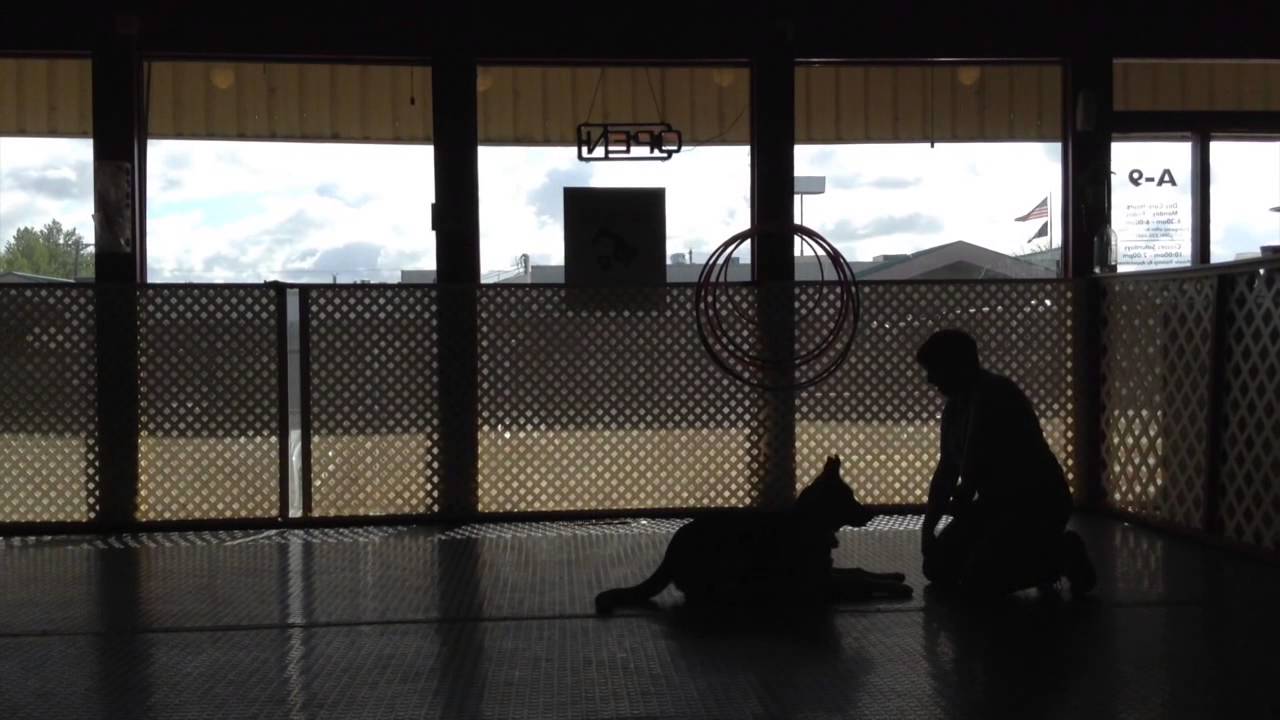 Zen Dog Training