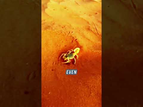 What Makes the Deathstalker Scorpion So Dangerous?