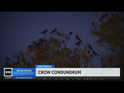 Falconry takes flight in Downtown Sacramento to address crow problem