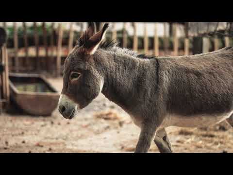 Donkey Braying | Sound Effect | [Download Link]