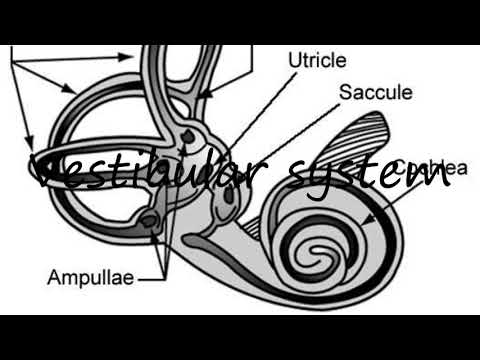 How to Pronounce Vestibular system?