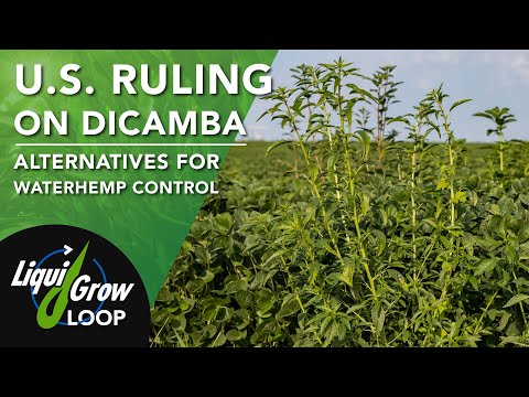 Recent US Ruling on Over-The-Top use of Dicamba in Soybeans. Dr. Jake shares what he knows.