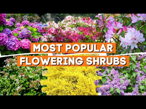 10 Most Popular Flowering Shrubs That Perfect in Any Garden 🌳🌲💚