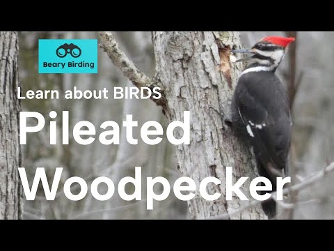 Learn about BIRDS: Pileated Woodpecker
