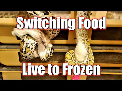 Switching From Live to Frozen Prey. Insider Tips and Tricks
