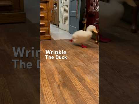The Famous Duck Video