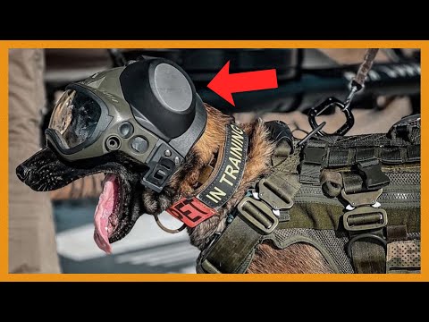 Top 10 Smartest DOGS πΆβ