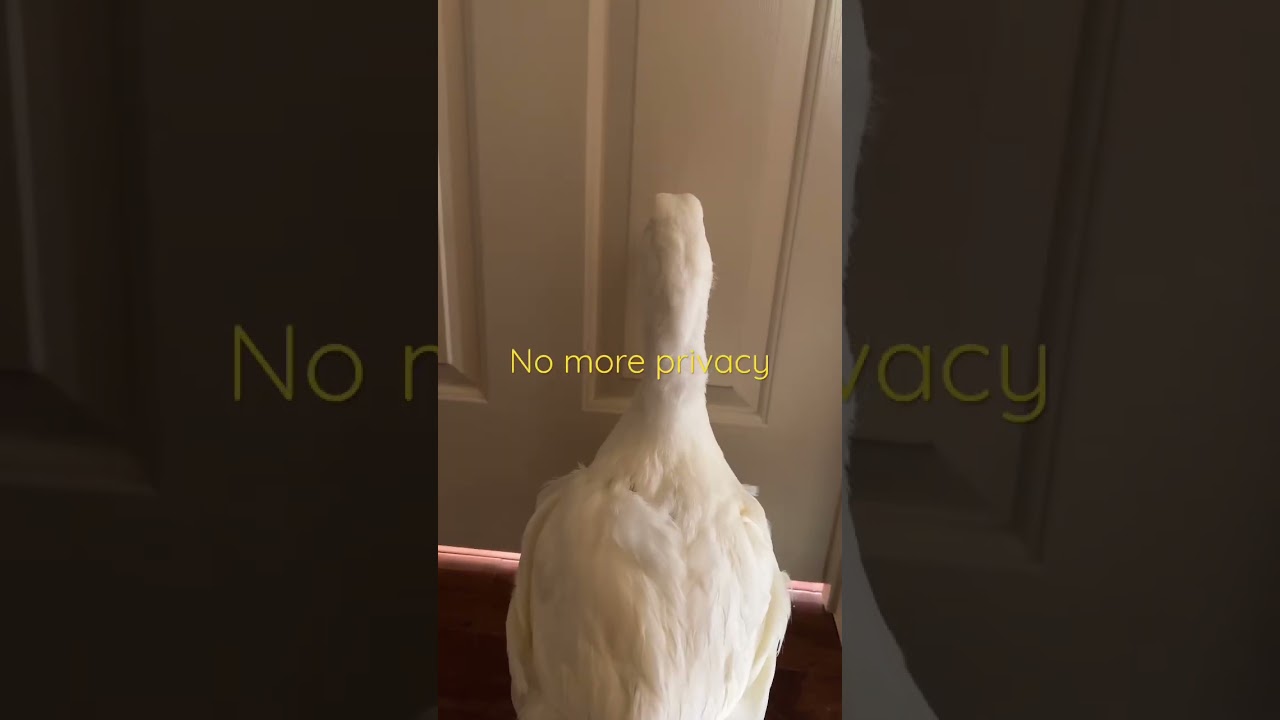 Expectation vs. reality #shorts #petduck