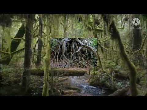 TEMPERATE RAINFOREST PLANTS ADAPTATIONS