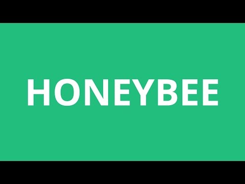 How To Pronounce Honeybee - Pronunciation Academy