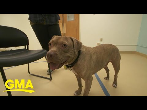 New book explores the science behind puppy love signs l GMA