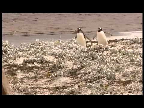 Stanley, UK (Bluff Cove Penguin Rookery) small.mp4