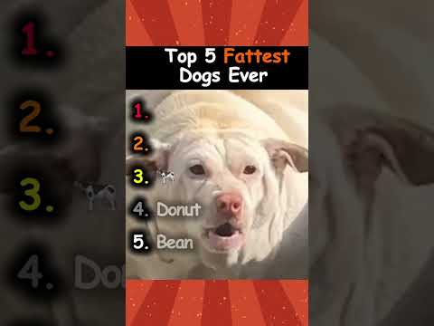 Top 5 Fattest Dogs In The World 🐶 #dog #animal #shorts