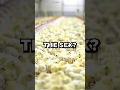 Chicken Gender Checking