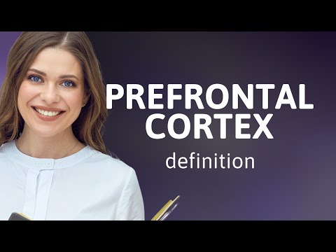 Prefrontal cortex — definition of PREFRONTAL CORTEX