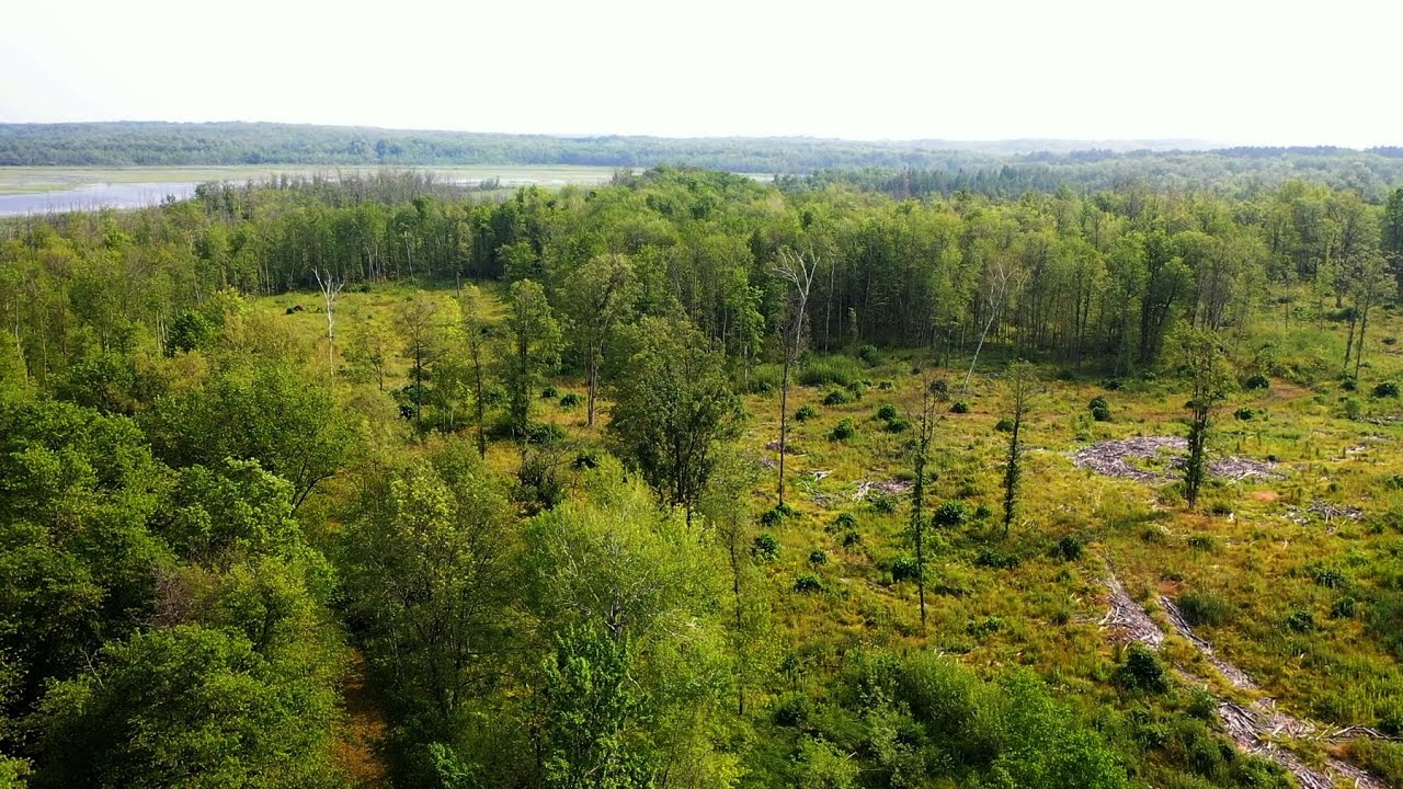 Hardwood Forest Management- North East Minnesota (Aitkin County)