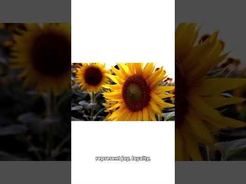 Unlocking the Spiritual Secrets of Sunflowers#sunflower, #spirituality, #positivity , #flowers