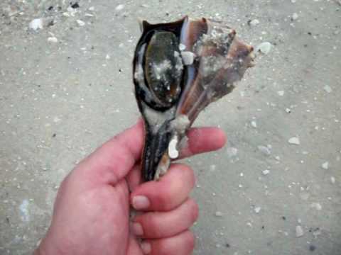 Live Lighting Whelk Video | I Love Shelling
