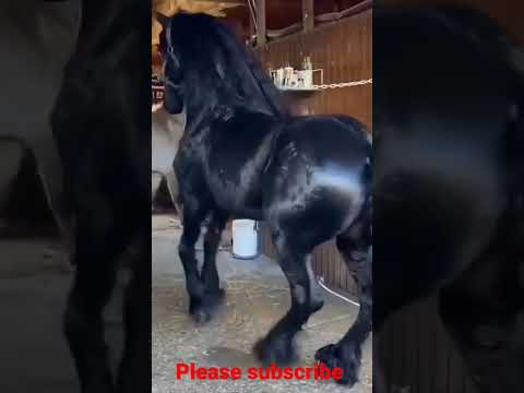 funny horses |funny horse videos |horse videos |funny horse fails |p2
