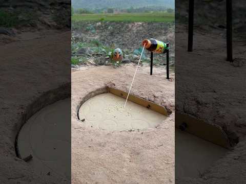 innovative bird trap #youtube