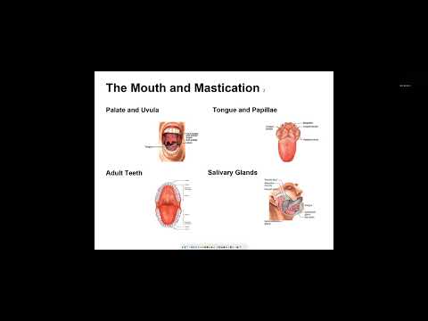 Mastering Medical Terminology Chapter 5: Digestive System