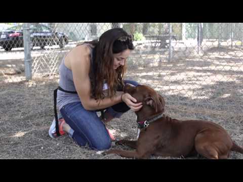 Yolo Animal Shelter Commercial