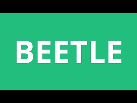 How To Pronounce Beetle - Pronunciation Academy