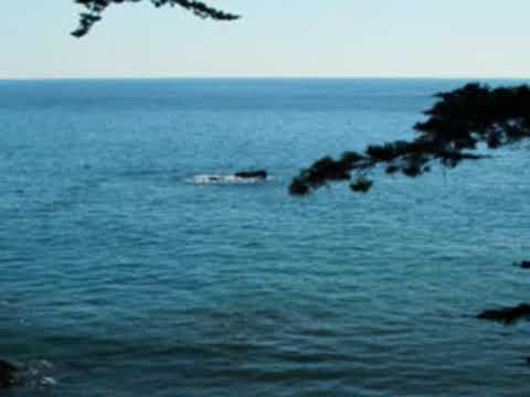 Northern California Bed and Breakfast - Whale Watch Inn