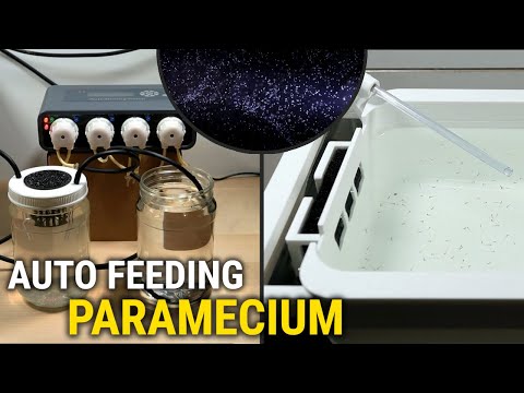 Best way to take care of newly hatched fry for three days while I'm ...