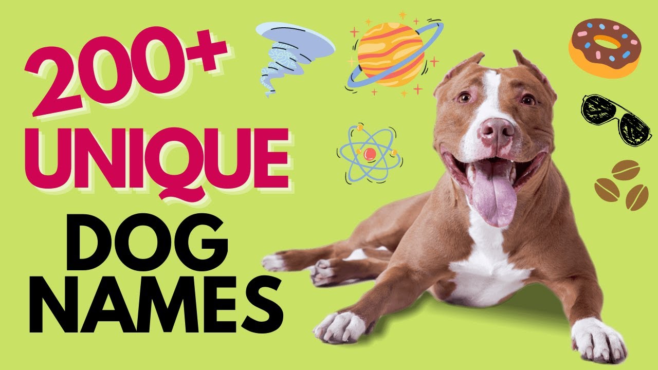 Top 200+ UNIQUE Dog Names – Unisex