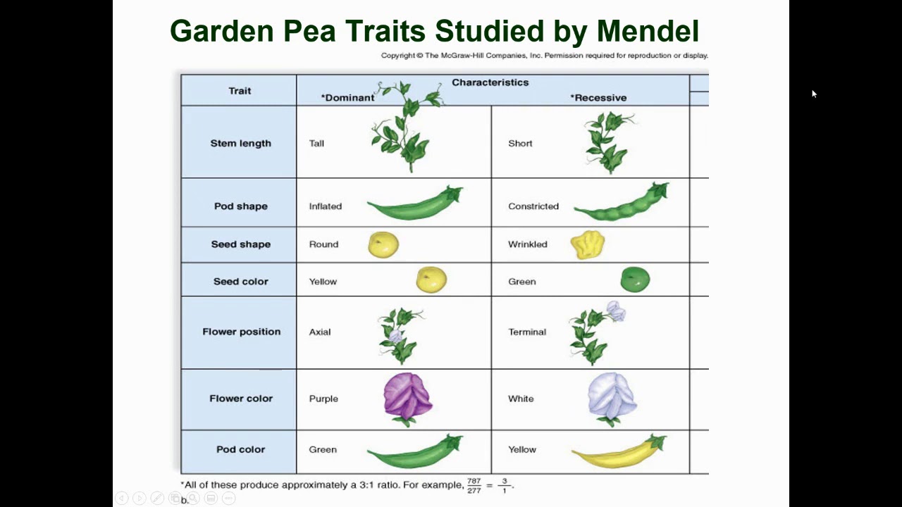 Bio 101 Chapter 11 Patterns of Inheritance