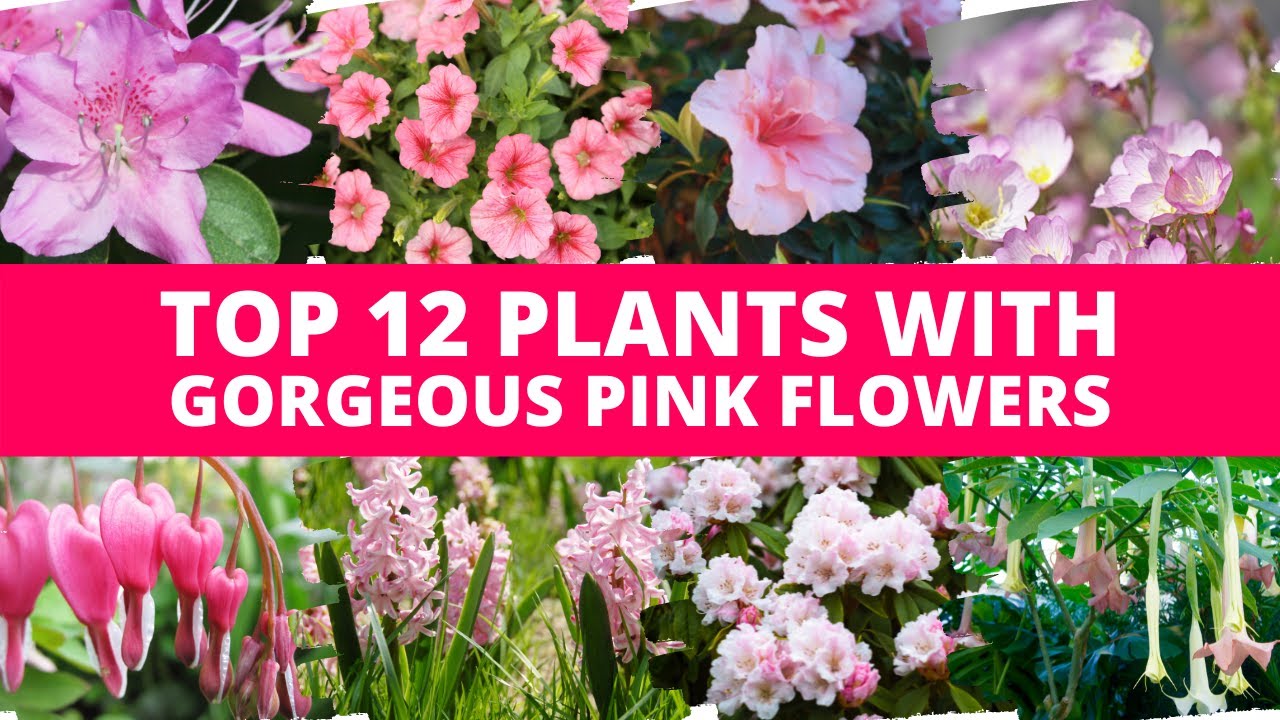 Top 12 Plants With Gorgeous Pink Flower 💕