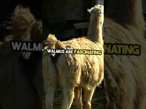Meet the Amazing Llama! 🦙 Fun Facts You Didn't Know! #shortvideo #shorts #animals #animalfacts