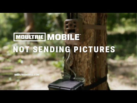 How To Troubleshoot A Moultrie Mobile Cellular Game Camera Not Sending Pictures