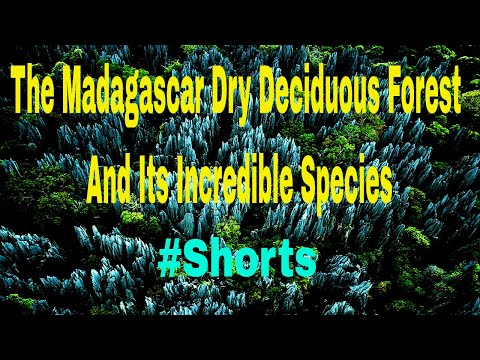 The Madagascar Dry Deciduous Forest & Its Species | #shorts