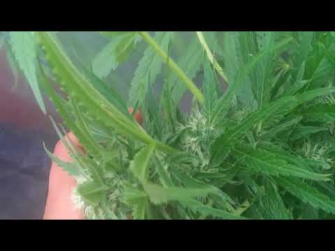 Full bloom