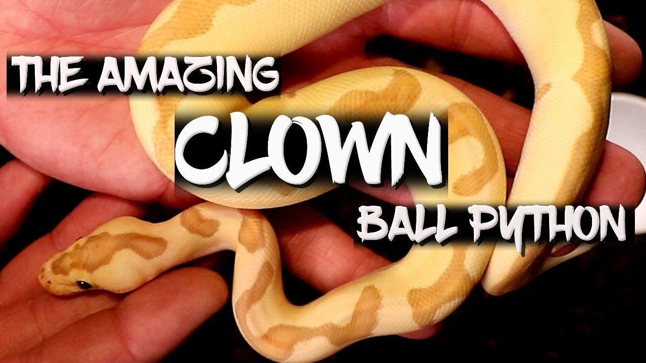 The Amazing 'Clown' Ball Python!